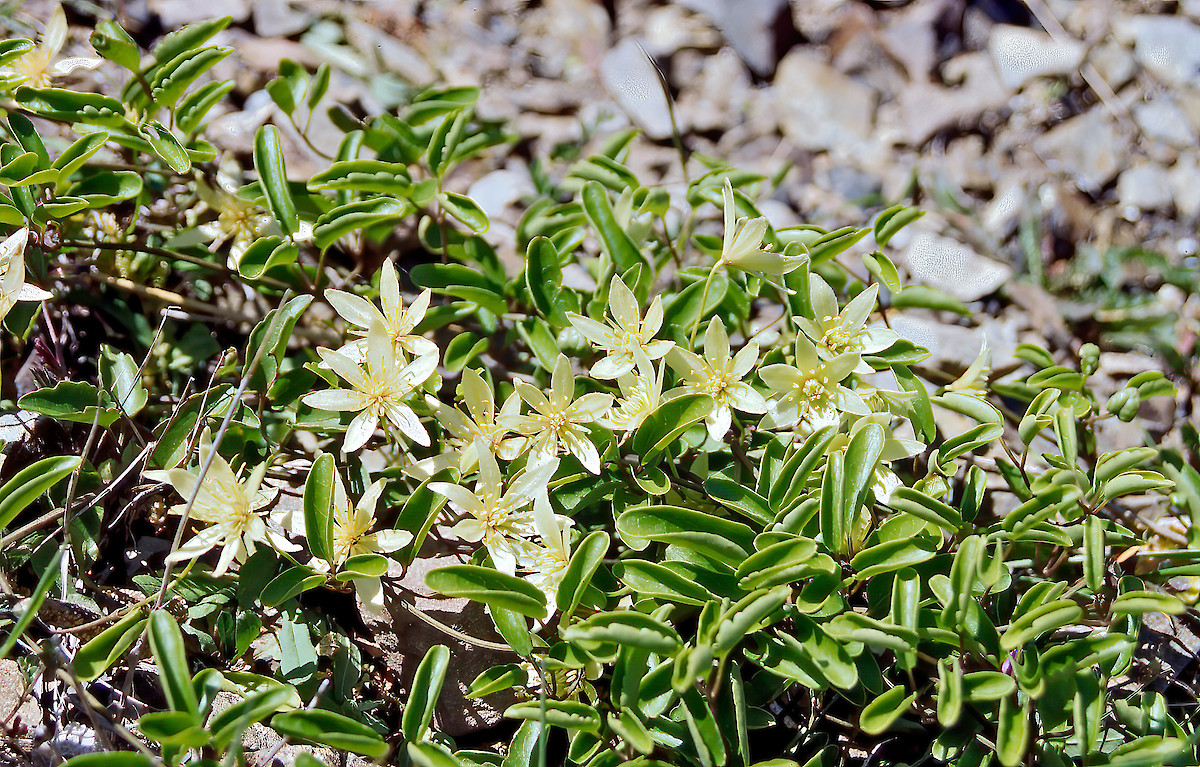 Clematis forsteri • New Zealand Plant Conservation Network