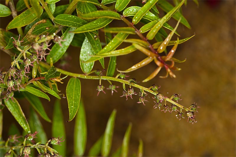 Coriaria pteridoides • New Zealand Plant Conservation Network