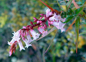 Dracophyllum strictum • New Zealand Plant Conservation Network