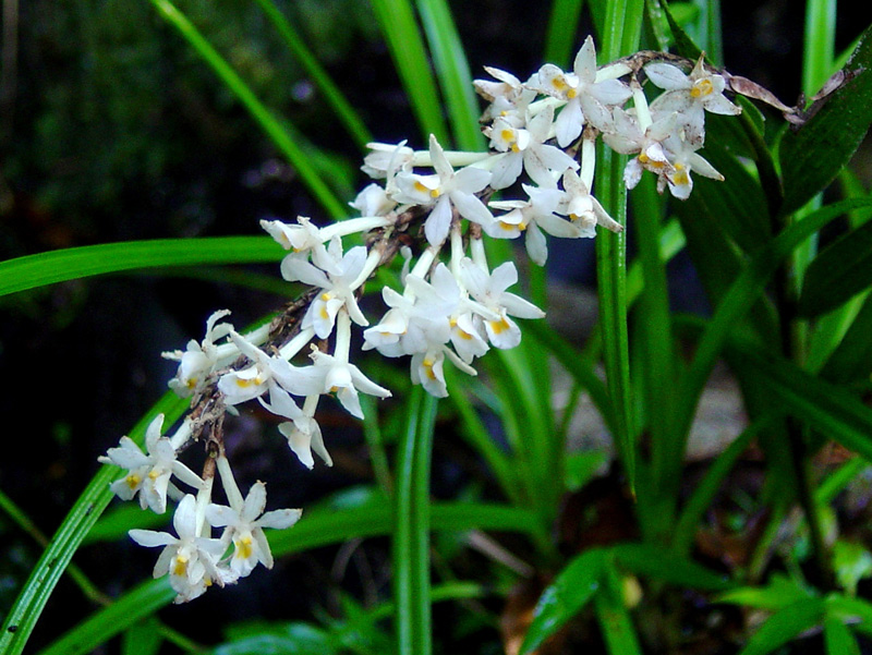 Earina autumnalis • New Zealand Plant Conservation Network