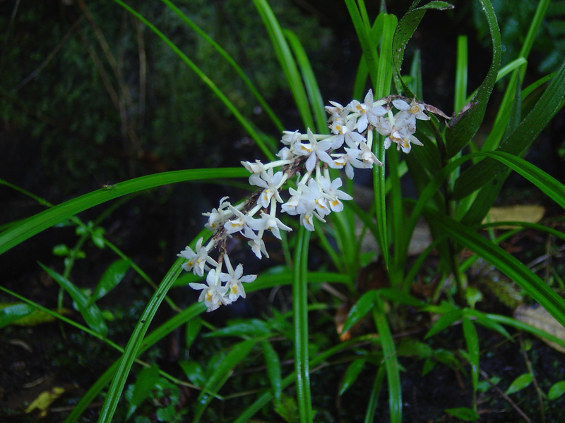 Earina autumnalis • New Zealand Plant Conservation Network