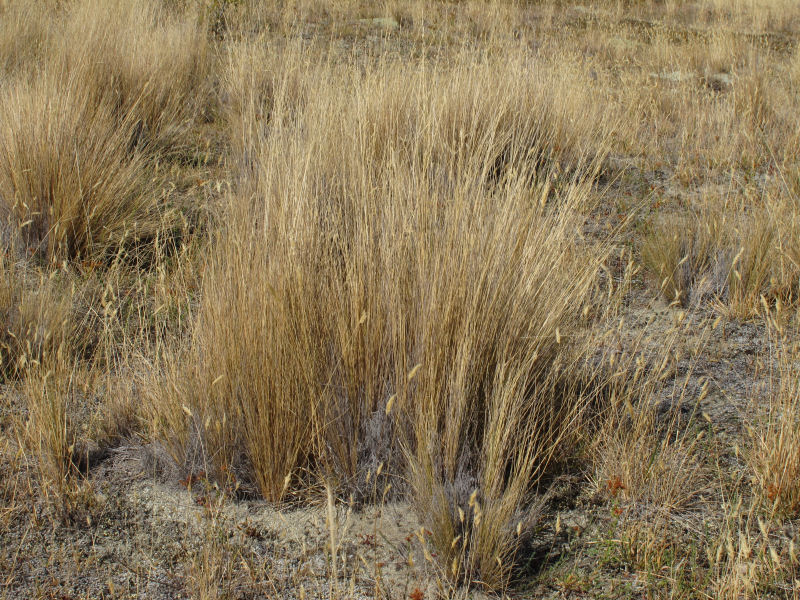 Festuca novae-zelandiae • New Zealand Plant Conservation Network