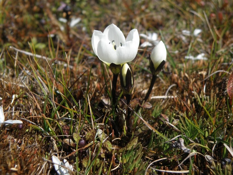 Gentianella amabilis • New Zealand Plant Conservation Network