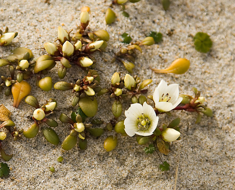 Gentianella saxosa • New Zealand Plant Conservation Network