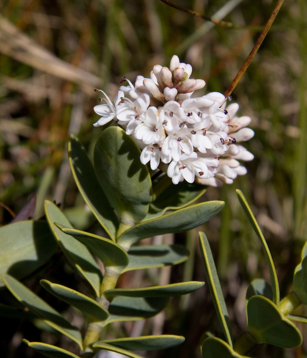 Veronica albicans • New Zealand Plant Conservation Network