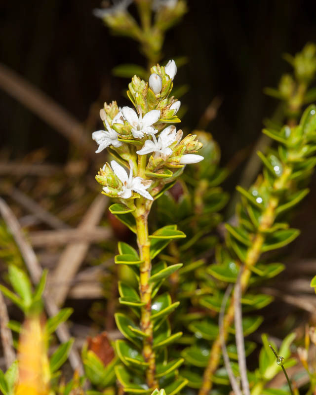 Veronica odora • New Zealand Plant Conservation Network