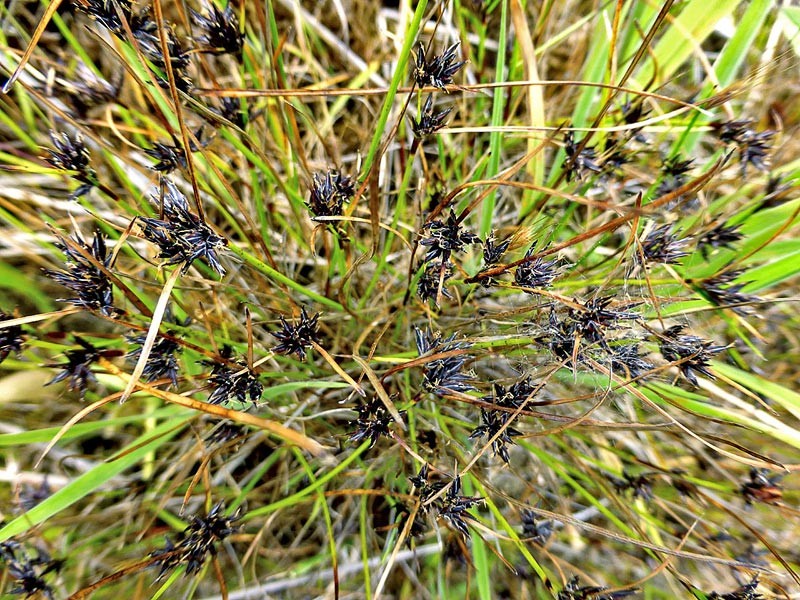 Schoenus apogon • New Zealand Plant Conservation Network