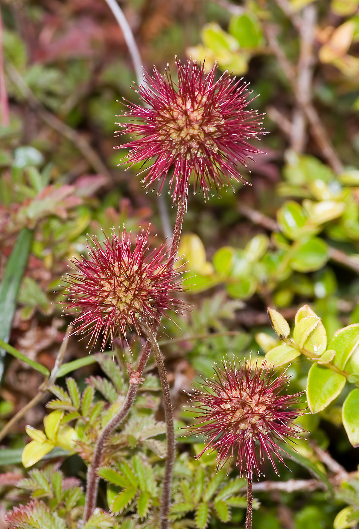 Acaena novae-zelandiae • New Zealand Plant Conservation Network