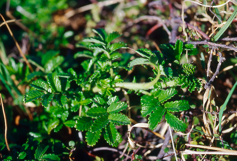 Acaena pallida • New Zealand Plant Conservation Network