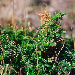 Acaena pallida • New Zealand Plant Conservation Network