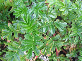 Acaena pallida • New Zealand Plant Conservation Network