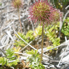 Acaena pallida • New Zealand Plant Conservation Network