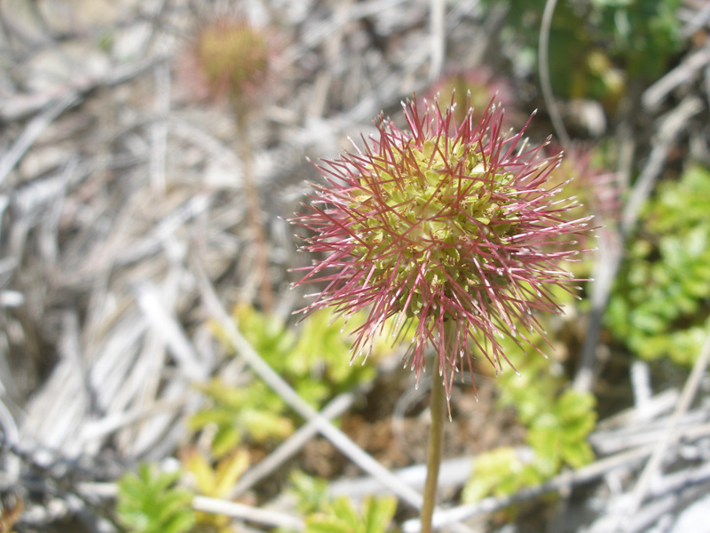 Acaena pallida • New Zealand Plant Conservation Network