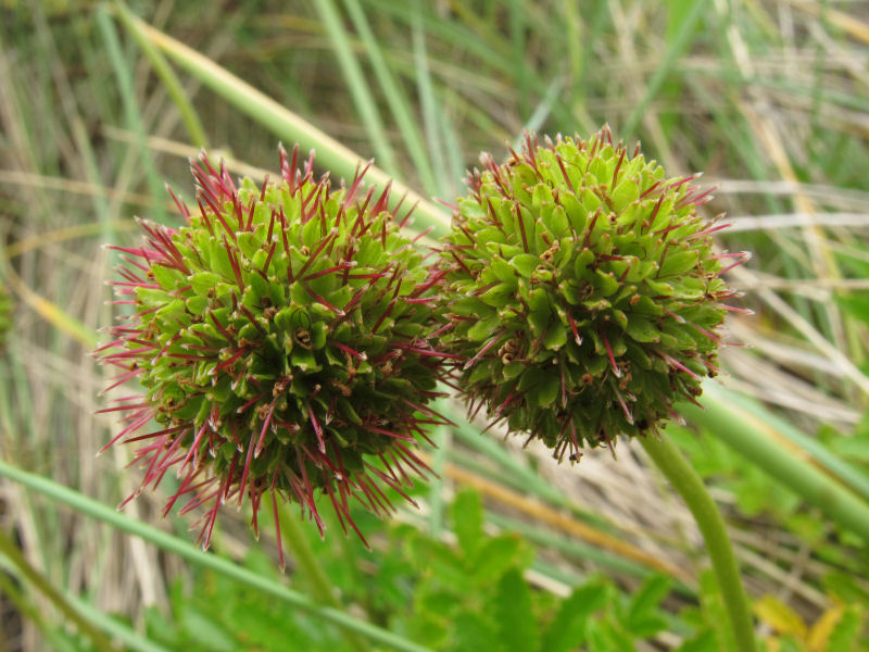 Acaena pallida • New Zealand Plant Conservation Network