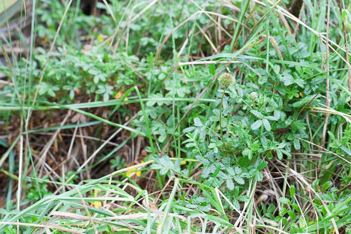 Acaena pallida • New Zealand Plant Conservation Network