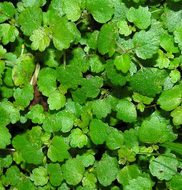 Australina pusilla subsp. pusilla • New Zealand Plant Conservation Network