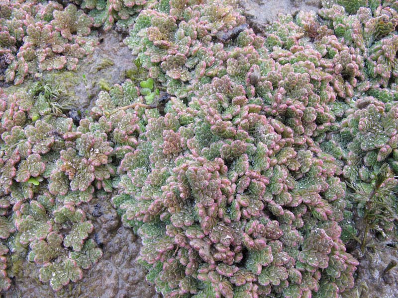 Azolla rubra • New Zealand Plant Conservation Network
