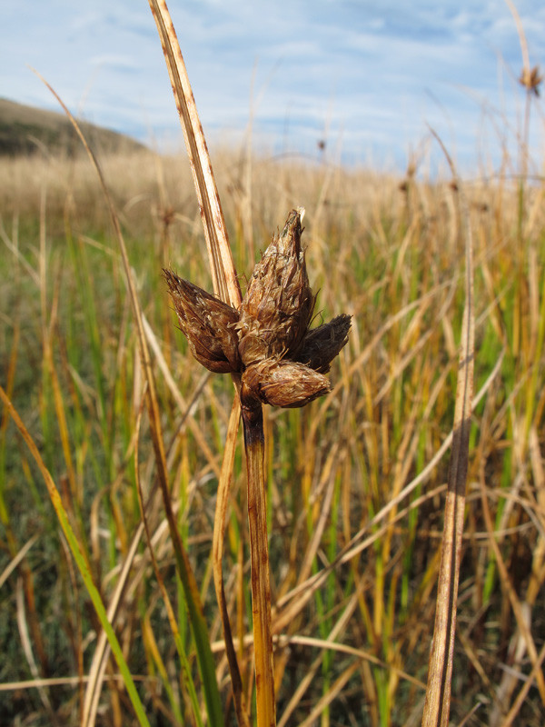 Bolboschoenus caldwellii • New Zealand Plant Conservation Network