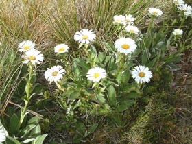 Celmisia dallii • New Zealand Plant Conservation Network