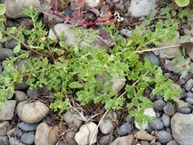 Centipeda cunninghamii • New Zealand Plant Conservation Network