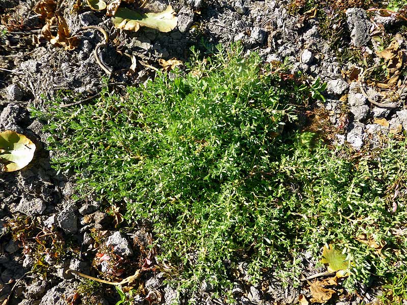 Centipeda cunninghamii • New Zealand Plant Conservation Network