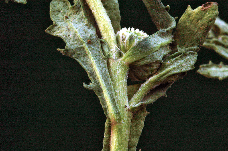 Centipeda cunninghamii • New Zealand Plant Conservation Network