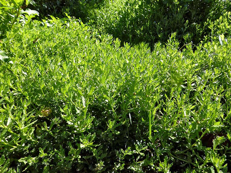 Centipeda cunninghamii • New Zealand Plant Conservation Network