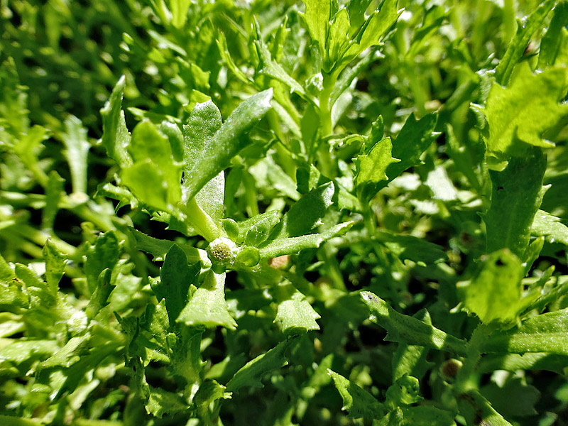 Centipeda cunninghamii • New Zealand Plant Conservation Network