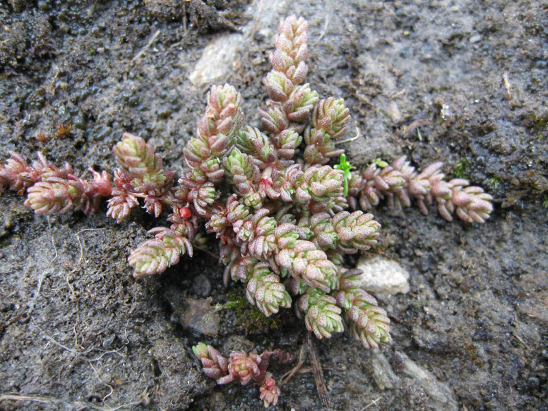 Crassula colligata subsp. colligata • New Zealand Plant Conservation ...