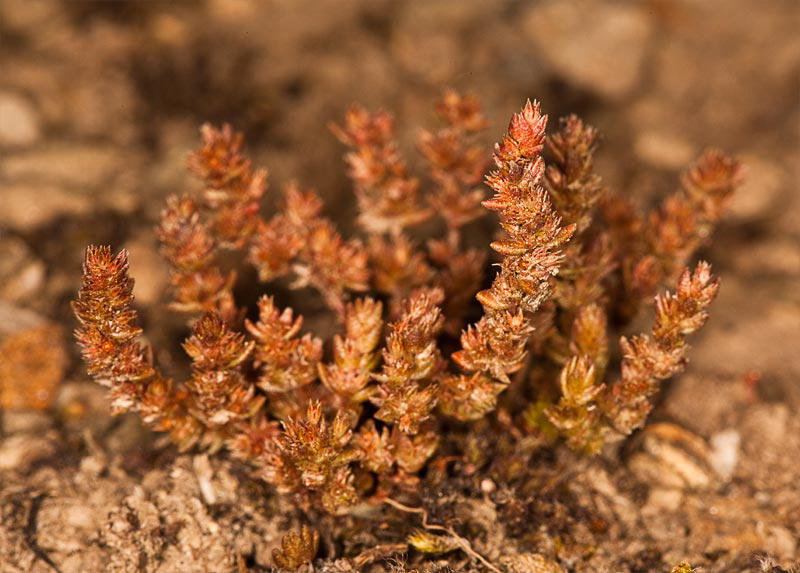 Crassula colligata subsp. colligata • New Zealand Plant Conservation ...