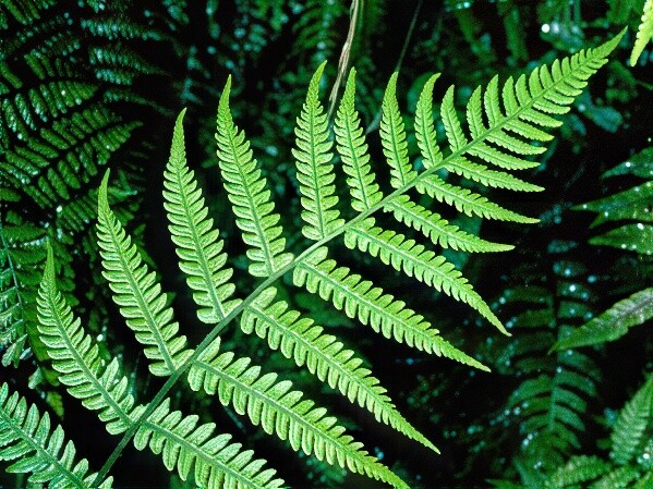 Deparia petersenii subsp. congrua • New Zealand Plant Conservation Network