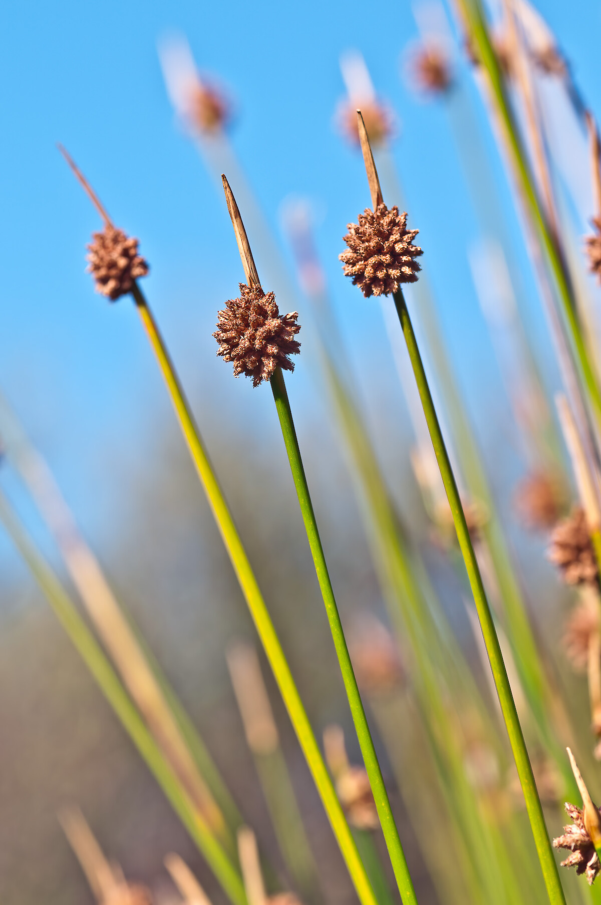 Ficinia nodosa • New Zealand Plant Conservation Network
