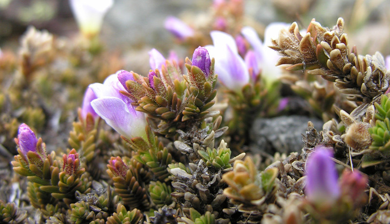 Veronica densifolia • New Zealand Plant Conservation Network