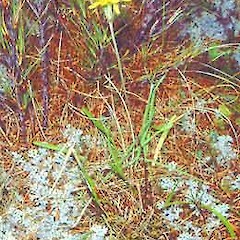Microseris scapigera • New Zealand Plant Conservation Network