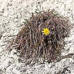 Microseris scapigera • New Zealand Plant Conservation Network