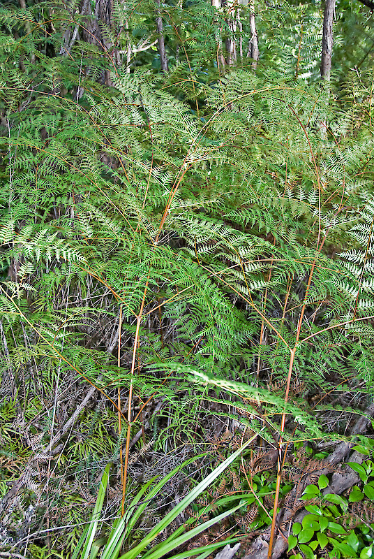 Pteridium Esculentum