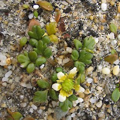 Ranunculus acaulis • New Zealand Plant Conservation Network
