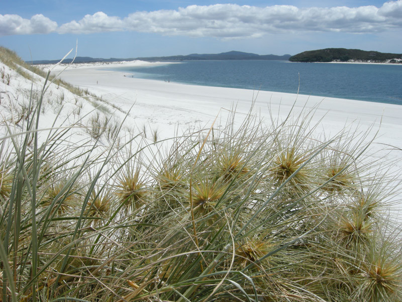Spinifex sericeus • New Zealand Plant Conservation Network