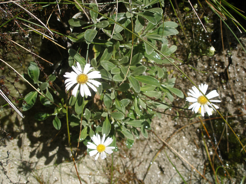 Celmisia durietzii • New Zealand Plant Conservation Network