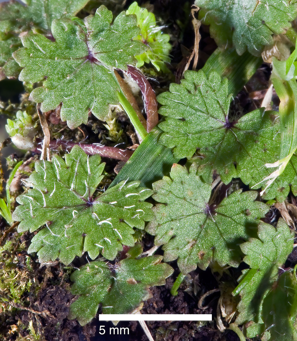 Hydrocotyle moschata var. parvifolia • New Zealand Plant Conservation ...