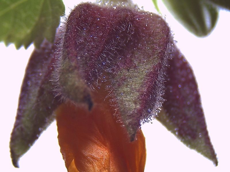Abutilon theophrasti • New Zealand Plant Conservation Network