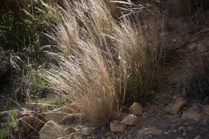 Austrostipa scabra • New Zealand Plant Conservation Network