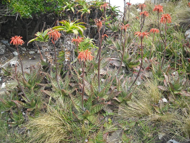 Aloe maculata • New Zealand Plant Conservation Network