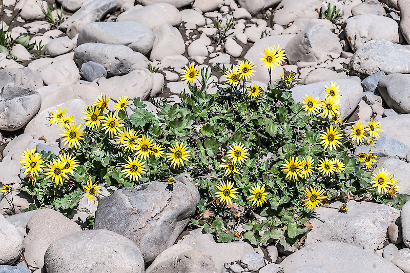 Arctotheca calendula • New Zealand Plant Conservation Network