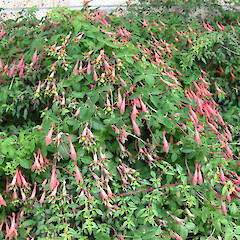 Tropaeolum pentaphyllum • New Zealand Plant Conservation Network