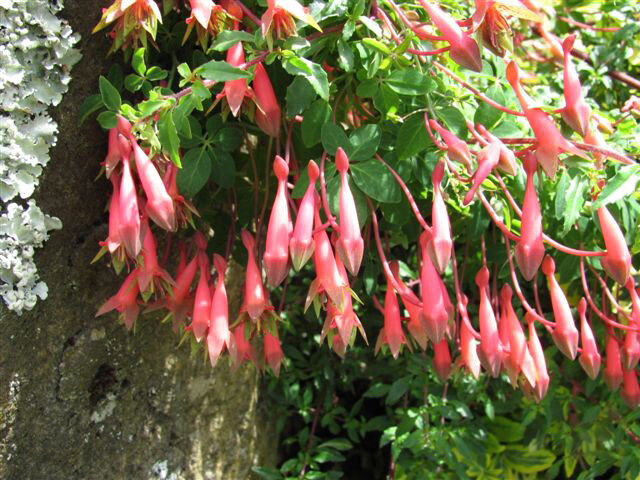 Tropaeolum pentaphyllum • New Zealand Plant Conservation Network