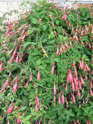 Tropaeolum pentaphyllum • New Zealand Plant Conservation Network
