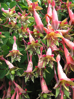Tropaeolum pentaphyllum • New Zealand Plant Conservation Network