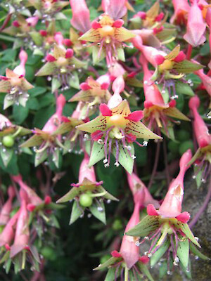 Tropaeolum pentaphyllum • New Zealand Plant Conservation Network