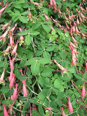 Tropaeolum pentaphyllum • New Zealand Plant Conservation Network